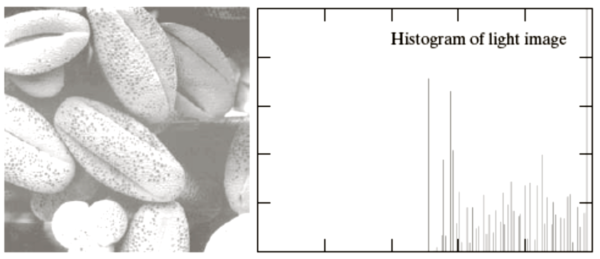 Basic Relationships Between Pixels | Digital Image Processing | cuitutorial
