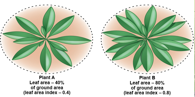 Plant Sciences-II → Resource Acquisition and Transport in Vascular ...